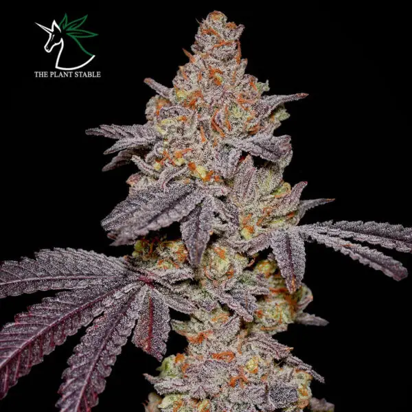 Cruella ZeVil - Souvenir Seeds - The Plant Stable