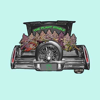 Trunk Full of Bang Sticker - The Plant Stable