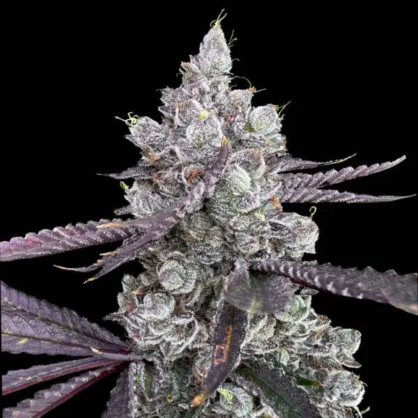 Mo GMO - Souvenir Seeds - The Plant Stable